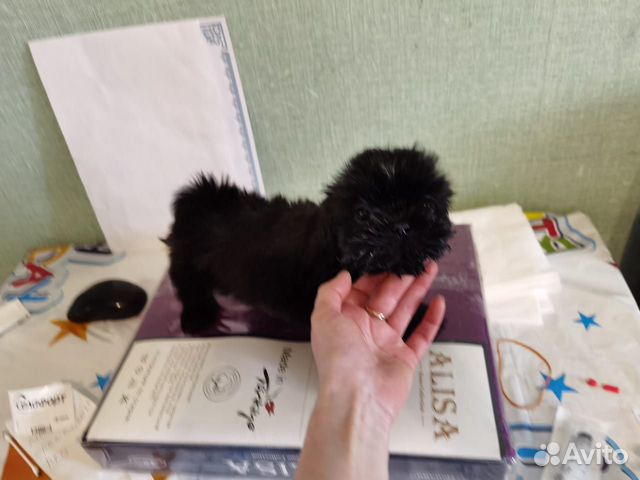 Мальчишка кибальчишка