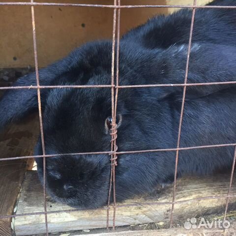 Кролик Варан