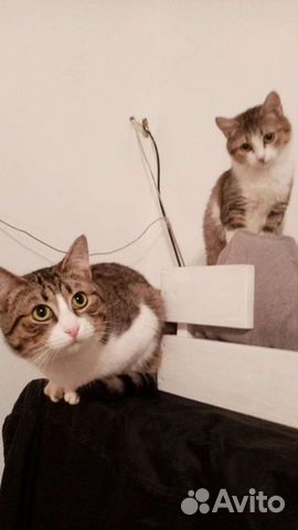 Котик и кошка -брат и сестра в дар