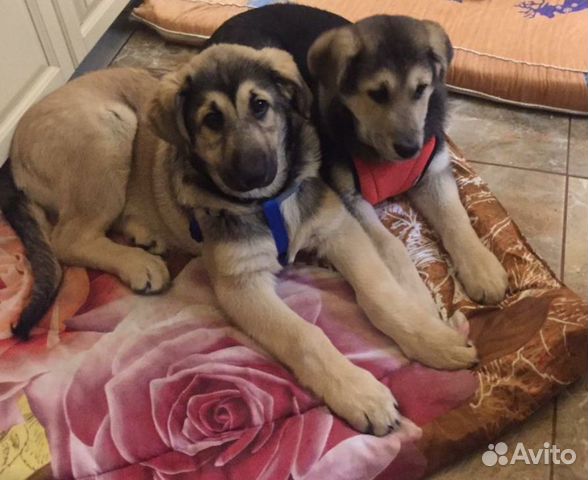 Крупненькие плюшевые щенули,два братика, 3 мес