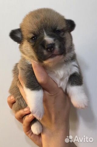 Мими-мишки ведьш корги пемброк