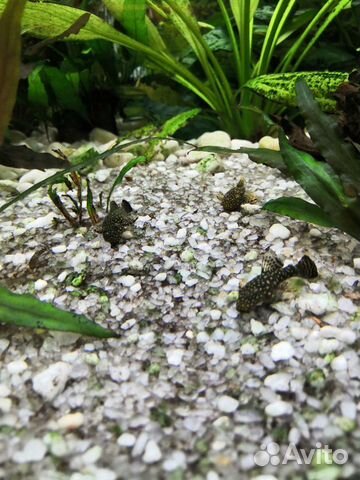 Анцитрус сом