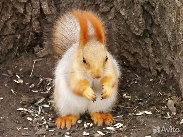 Белка-Алтайская-8месяцев