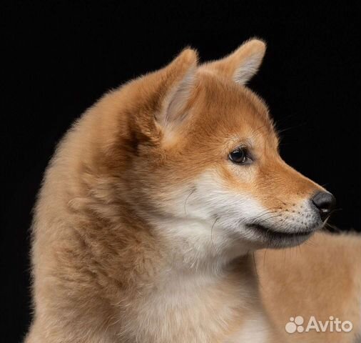 Сиба ину