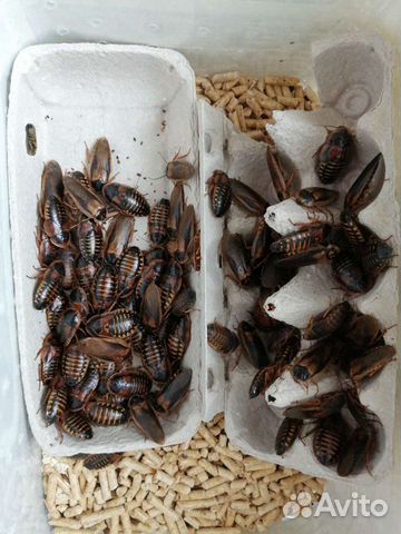 Аргентинский таракан блаптика