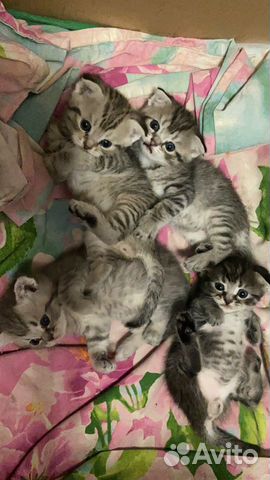 Шотландские котята