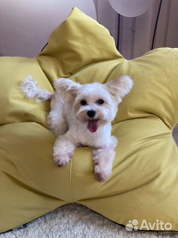 Белый йорк девочка взрослая