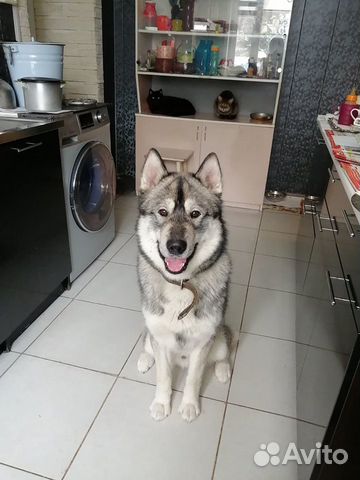 Сибирский хаски