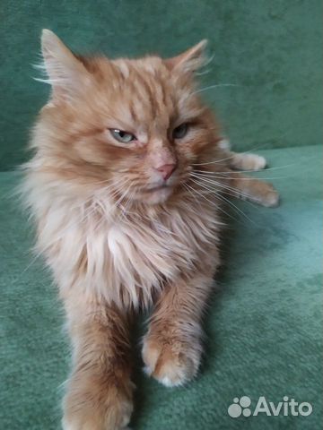 Роскошный кот Леон
