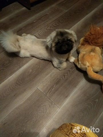 Вязка собак