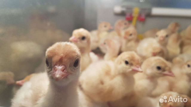 Индюшата Хайбрид Конвертер Канада