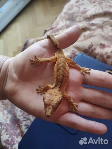 Геккон бананоед реснидчатый, самец