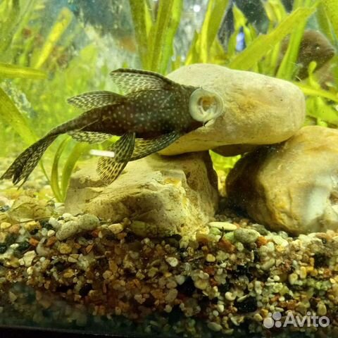 Анциструс вуаль самец