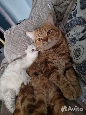 Шотландские котята