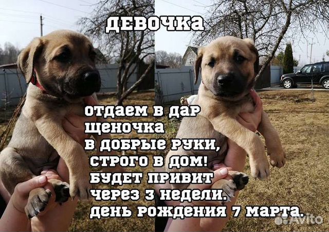 Отдаём в дар щенка