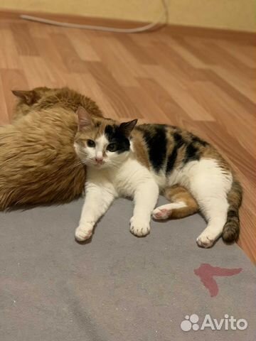 Бycинка ищет свою семью