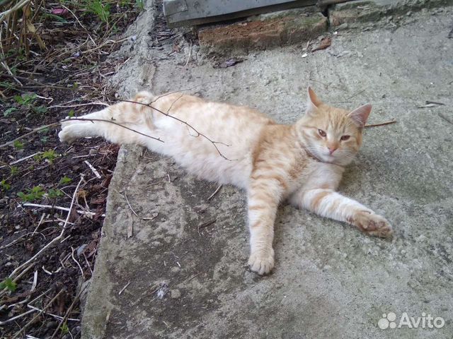 Персиковый котик 8 мес