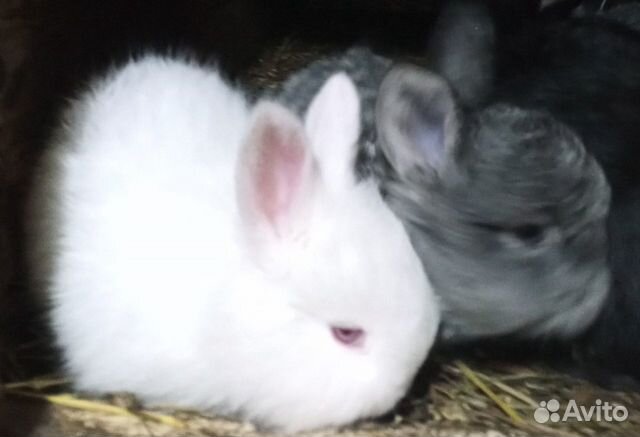 Крольчата Немецкая Ангора