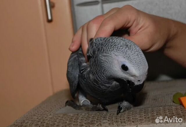 Ручной говорящий попугай