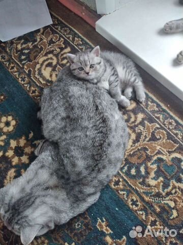 Шотландский котёнок