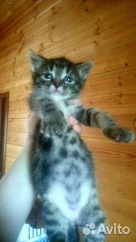 Котята мальчик и девочка в дар 1,5-2 мес
