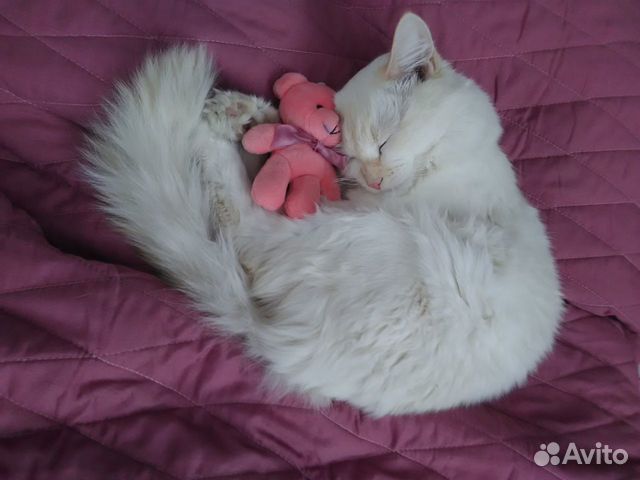 Котик Маскарадный хочет свидание с кошечкой