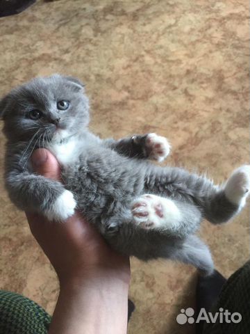 Продажа Котенка вислоухая Девочки Шотландская