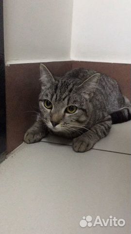 Кот в добрые руки