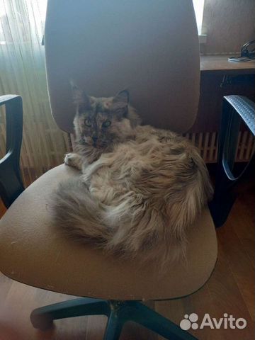 Отдам бесплатно взрослую кошку Меин- Кун 7 лет, им