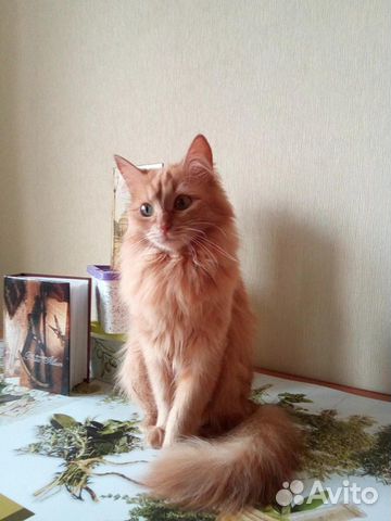 Кошечка Сима 3 годика ищет дом