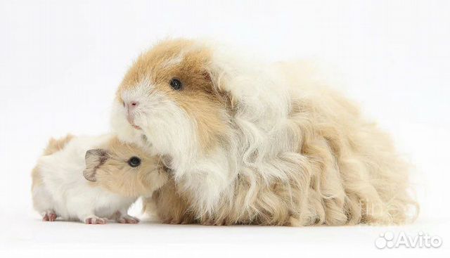 Ищю морскую свинку