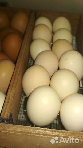 Инкубационное яйцо павловских кур Ст.Петергоф