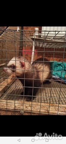 Хорек с клеткой Бесплатно