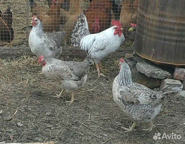 Инкубационное яйцо кур борковская барвистая