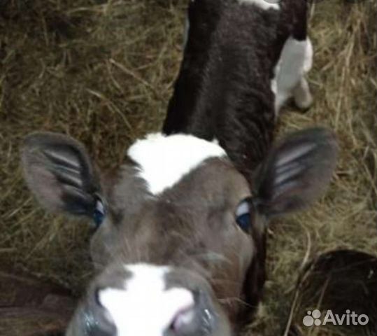 Бычки и телочки