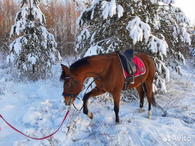 Нарядный мерин