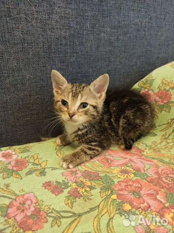 Котята 6 недель