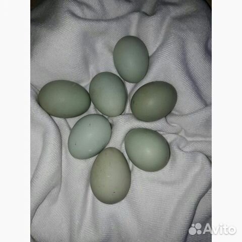 Инкубационное яйцо Амерауканов,Синь синь дянь,Мара