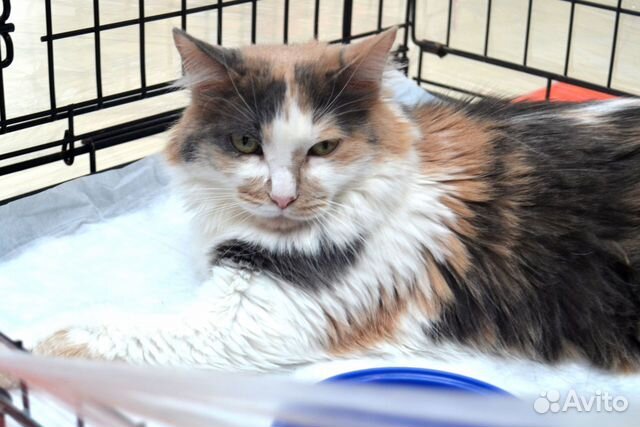 Кошечка Черри в добрые руки