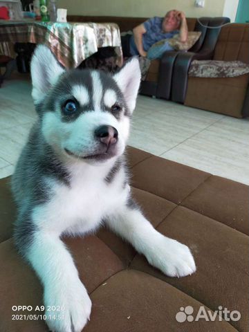 Сибирский хаски