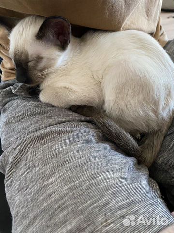 Ориентальный котёнок
