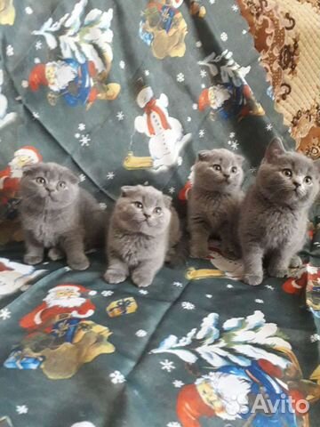 Британские вислоухие котята