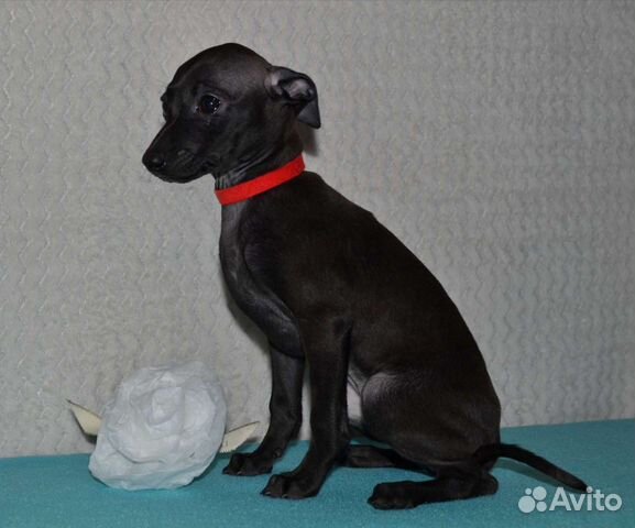 Девочка левретки