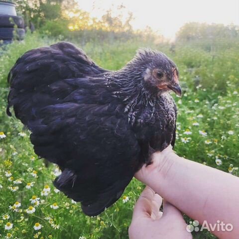 Куры кохинхин карликовый