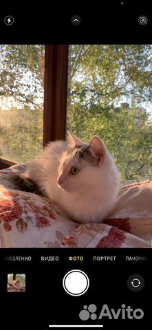 Отдам кошку в добрые руки в связи с частым переезд