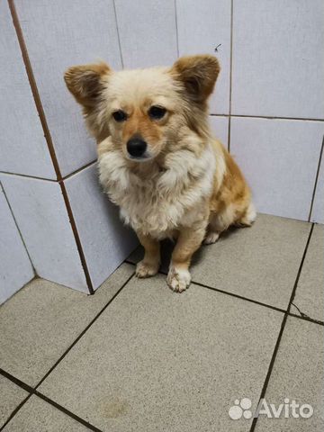 Нужна семья для девочки