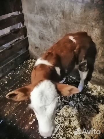 Телёнок бычок