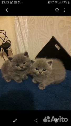 Британские котята