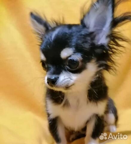 Щенки чихуахуа