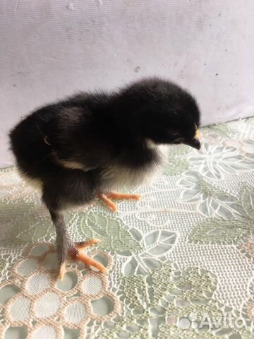 Цыплята маран